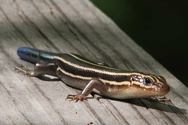 Broad-headed Skink Eumeces laticeps, A tale of Tails. - GJM Nature Media