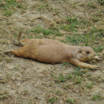 Prairie Dogs Enjoying Life - GJM Nature Media