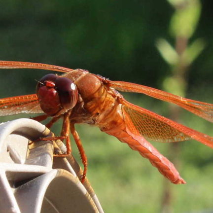Flame Skimmer (Libellula saturata), Do Dragonflies Come in Orange ...
