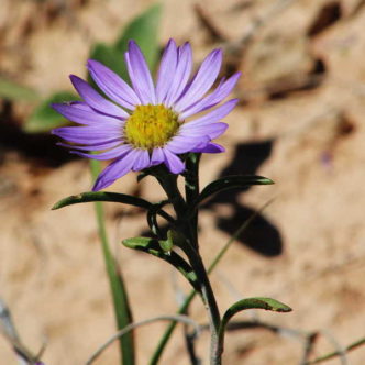 Tahoka Daisy (Machaeranthera tanacetifolia) a.k.a. Tansyleaf Tansyaster ...