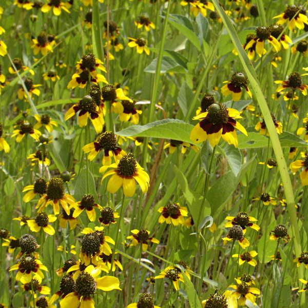 Clasping-leaved Coneflower - GJM Nature Media