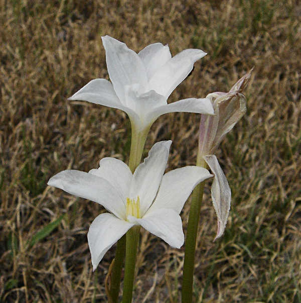 Rain Lilies-Short Term Beauties - GJM Nature Media