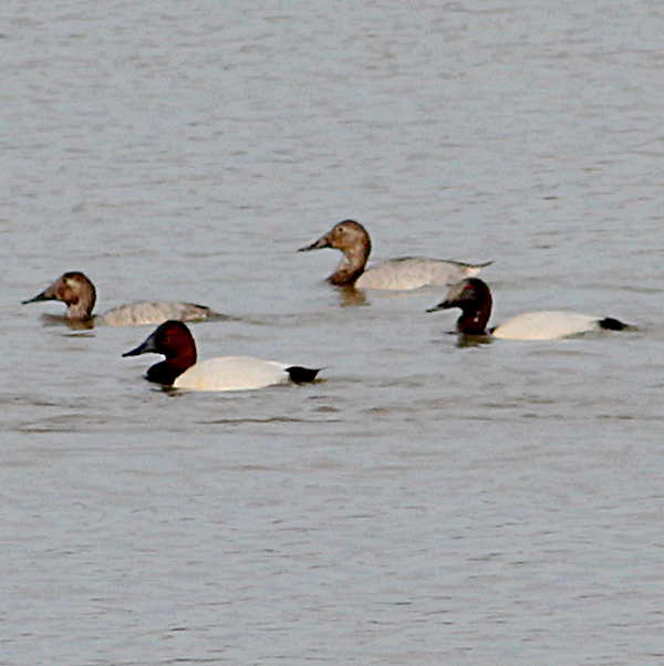736000 Canvasback Ducks In North America, Is That Enough? - GJM Nature ...