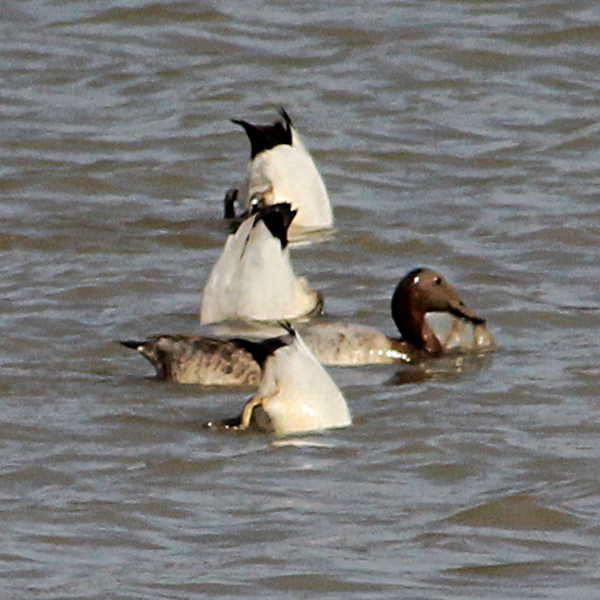 736000 Canvasback Ducks In North America, Is That Enough? - GJM Nature ...