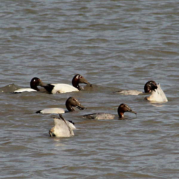736000 Canvasback Ducks In North America, Is That Enough? - GJM Nature ...