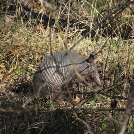 The Nine-Banded Armadillo, An Invasive Species - GJM Nature Media