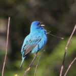 Stunningly Blue, The Indigo Bunting - GJM Nature Media