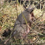 The Nine-Banded Armadillo, An Invasive Species - GJM Nature Media