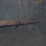 Spotted Gar, A Living Fossil - GJM Nature Media