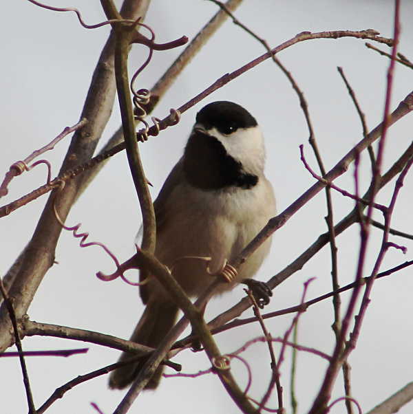 Carolina Chickadee Tiny for Texas - GJM Nature Media