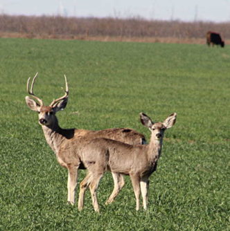 Lessons I've Learned About Mule Deer - GJM Nature Media