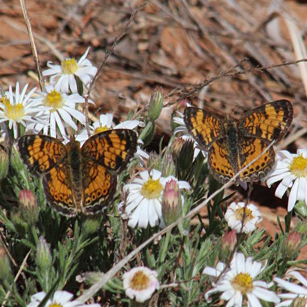 Pearl Crescent Butterfly on White Prairie Aster - GJM Nature Media