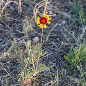 Red-dome Blanket Flower In West Texas - GJM Nature Media
