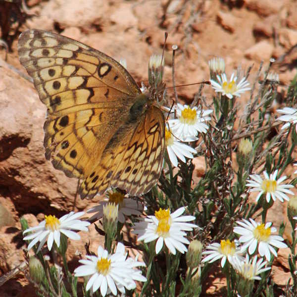 Variegated Fritillary on White Prairie Aster - GJM Nature Media
