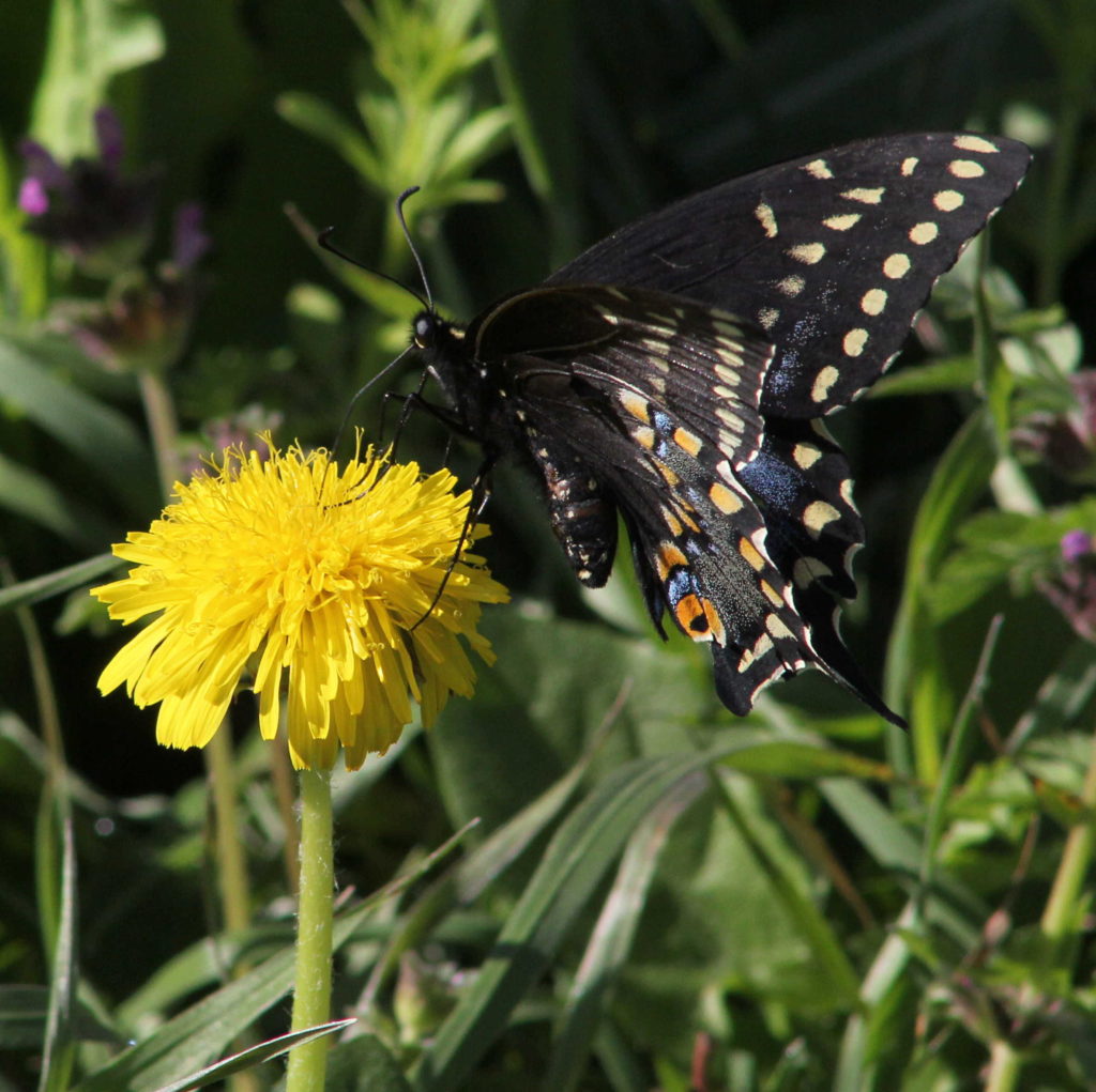 Beautiful Female Black Swallowtail On Dandelion And Henbit - GJM Nature ...