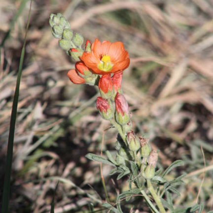 Scarlet Globemallow Makes Reddish Orange Spring Flowers - GJM Nature Media