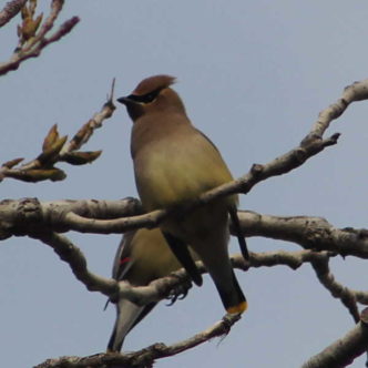 Cedar Waxwings In A Migrating Flock - GJM Nature Media