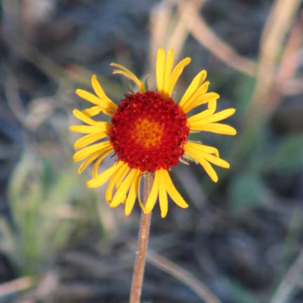 Red-dome Blanket Flower In West Texas - GJM Nature Media
