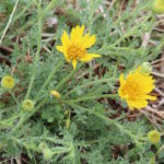 Yellow Spiny Daisy Provides Early Spring Color - GJM Nature Media
