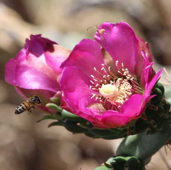 Tree Cholla Flowers Feed Many Kinds Of Insects - GJM Nature Media
