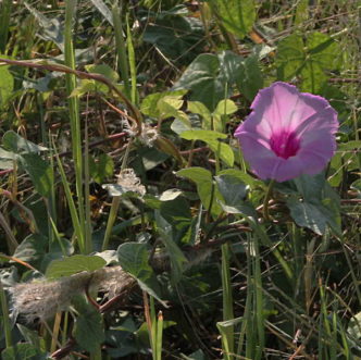 Field Bindweed A Beautiful But Deadly Weed - GJM Nature Media