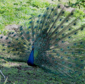 Indian Peafowl Are Gorgeous Birds - GJM Nature Media