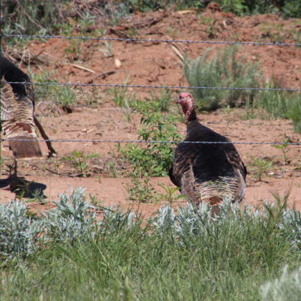 Wild Turkeys Doing The Barbed-wire Limbo - GJM Nature Media