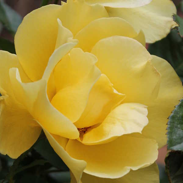 Why I Like To Photograph Roses - GJM Nature Media