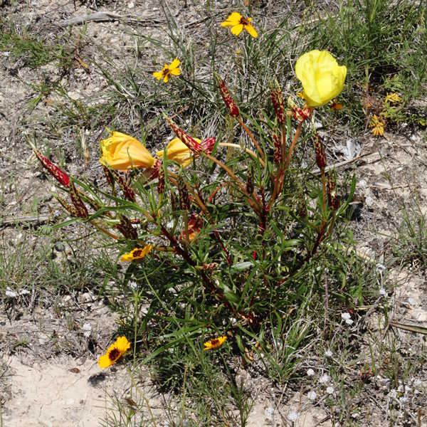 Big Fruit Evening Primroses Make Big Beautiful Flowers - GJM Nature Media