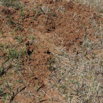 Wild Hog Damage To Countryside - GJM Nature Media