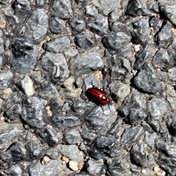 Life above the Tree-line in Rocky Mountain National Park - GJM Nature Media